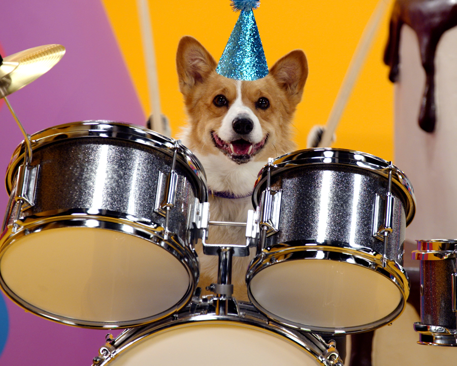 Happy Bark-day to You (Personalize) | American Greetings