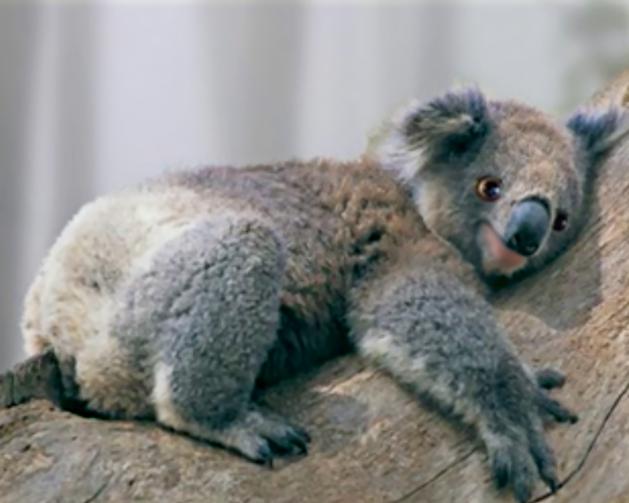 4/26 Hug an Australian Day Ecard | American Greetings