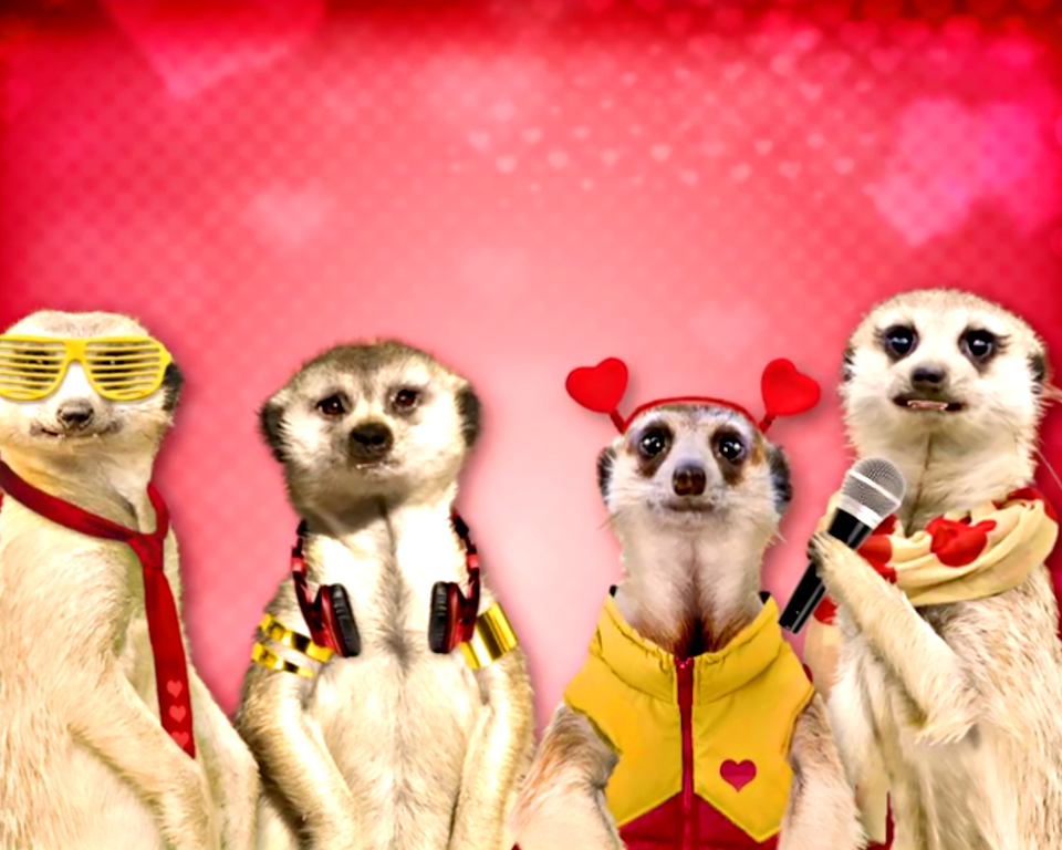 Meerkat Sweetest Day Ecard (Fun Song) | American Greetings