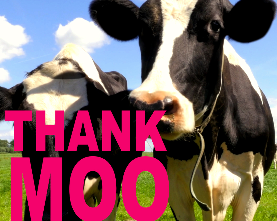 Thank MOO Very Much Ecard (Famous Song) | American Greetings
