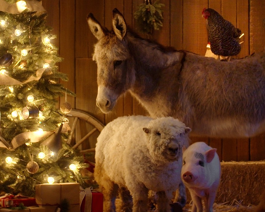 "A Bright and Beautiful Barnyard Christmas" | ecard | Blue Mountain