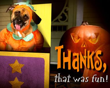 Pawsitively Grateful Reply | American Greetings