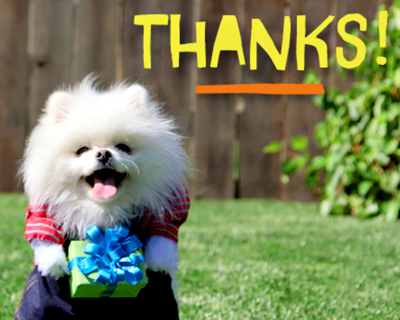 Paws to Say Thanks Reply | American Greetings
